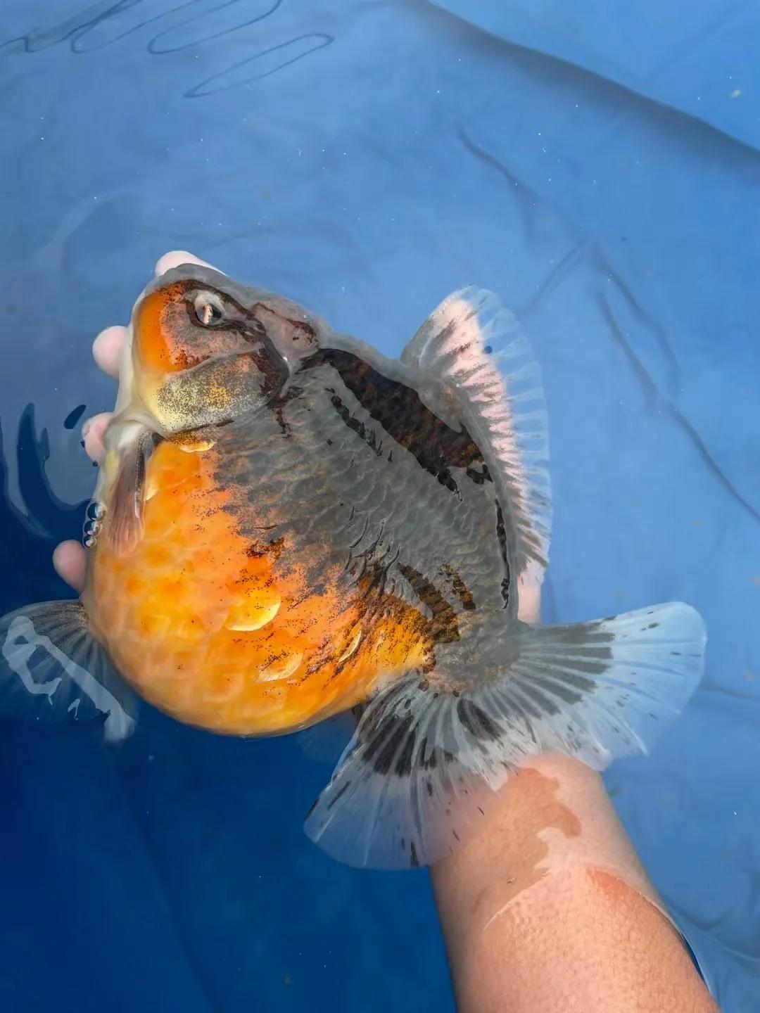 What are the tips for picking goldfish fry?How to turn a seedling into ...