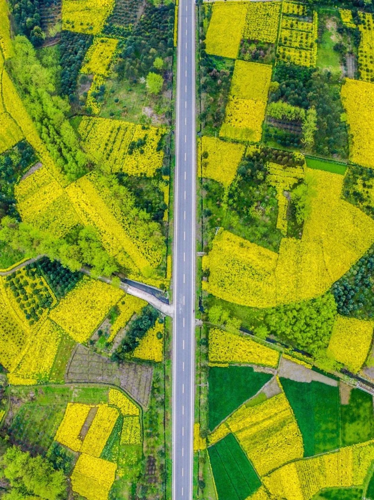 1~2 day tour around Chengdu to enjoy the flowers and outing - iNEWS