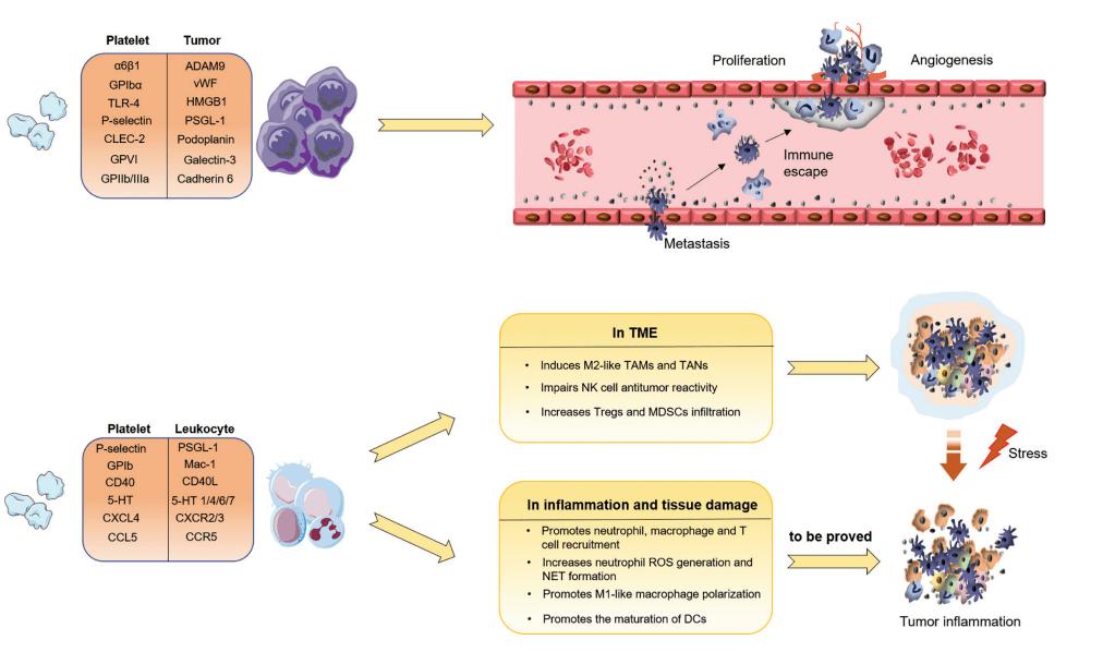 Using platelets for anticancer drug delivery and modulating the tumor ...