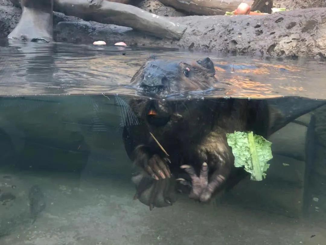 Beaver, nature's hydraulic engineer "Wow" "Wow" - iNEWS