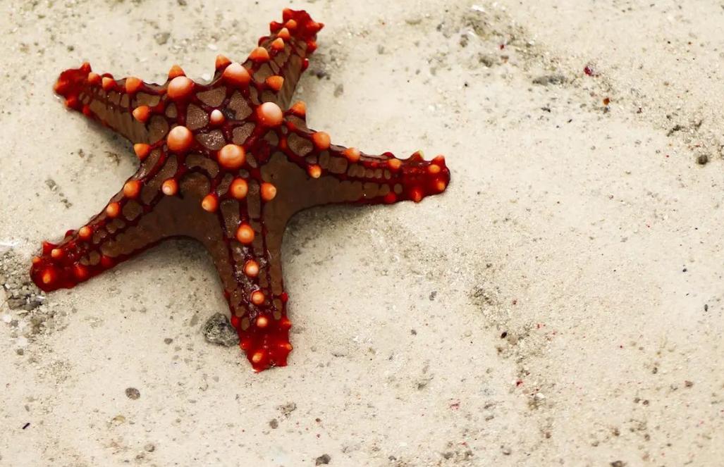 Is symmetry the aesthetics of animals? Meet These Asymmetrical Animals ...