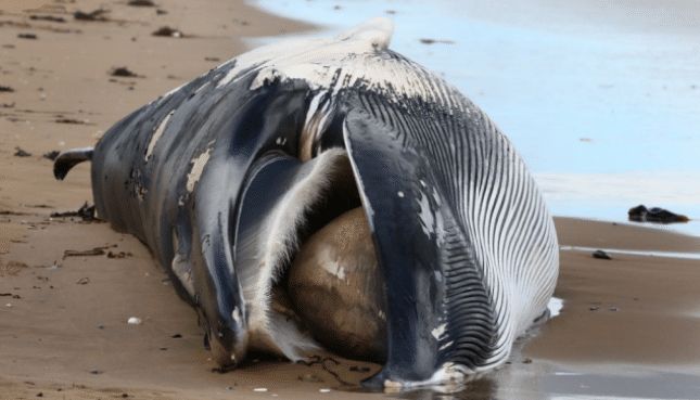 Why is it best to stay away when you see a whale carcass? The power of ...