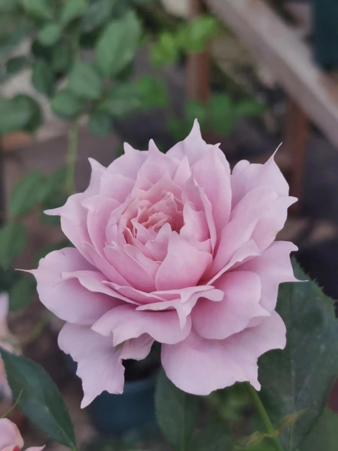 Sharing rose varieties - magic purple rose - iNEWS