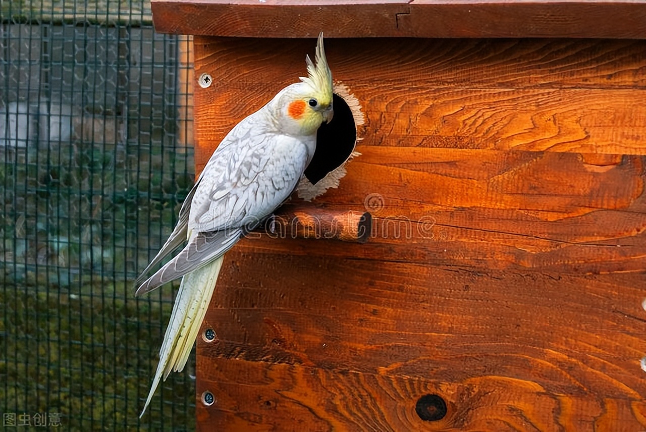 Is raising birds intensive or extensive?Share the management experience ...