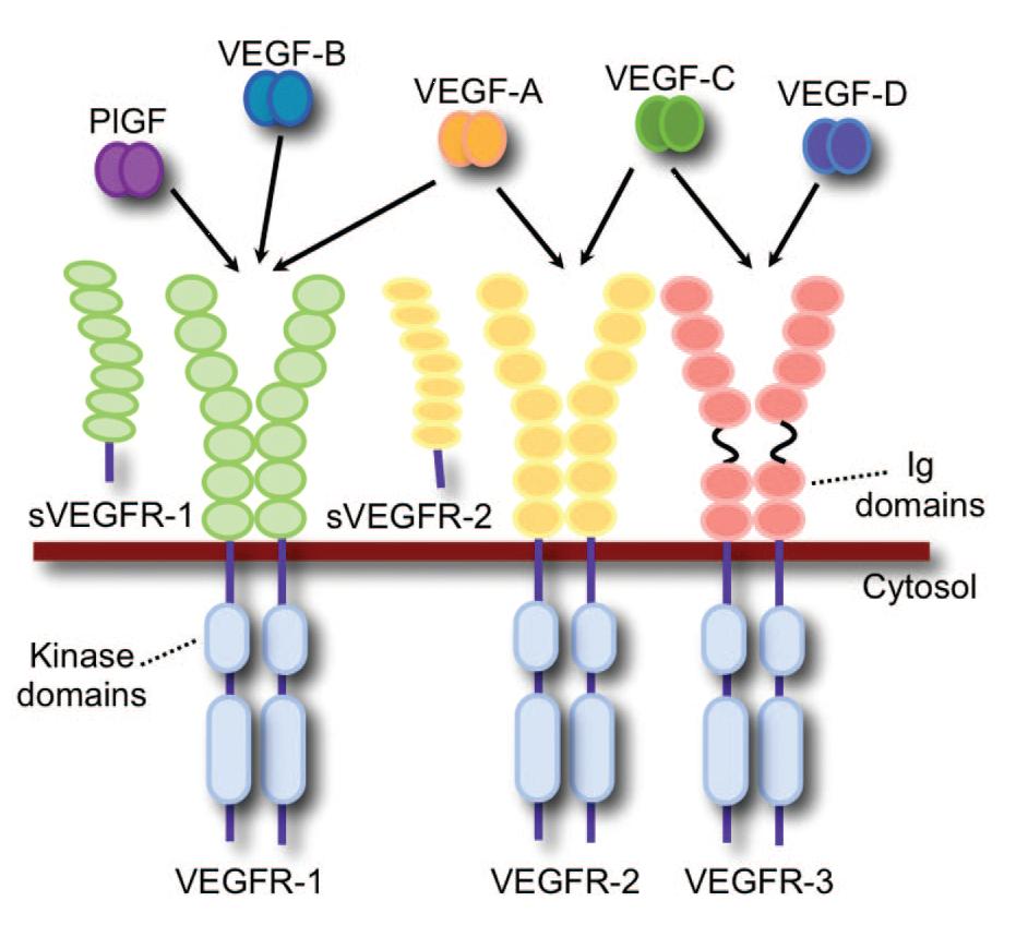 Hidden King - Vascular Endothelial Growth Factor VEGF Family - iNEWS