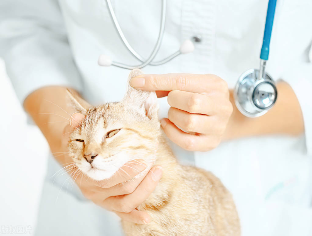 The disease that novice cat owners must pay attention to - feline ...