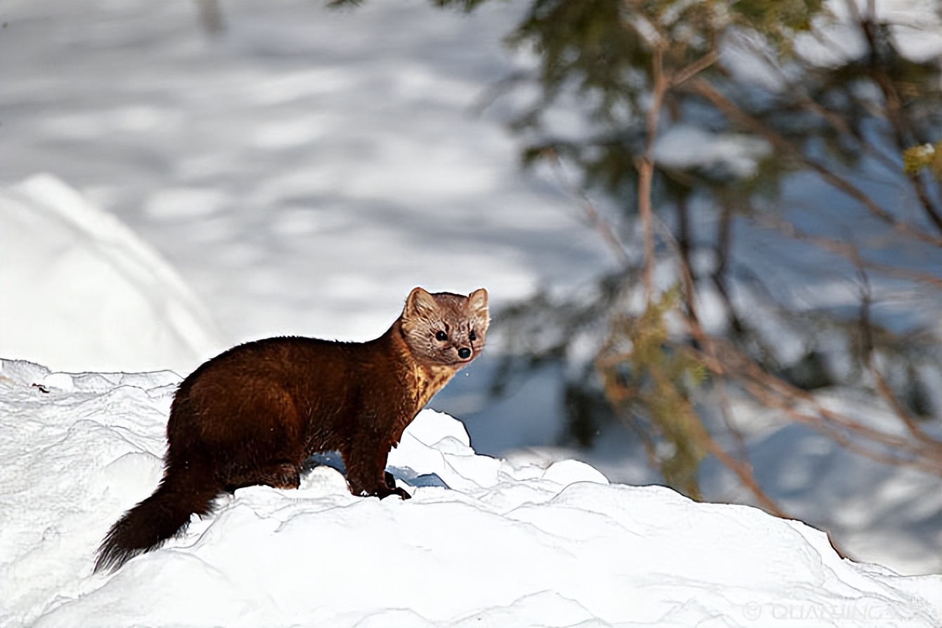 Xinjiang ferret and sable, beautiful elf, it is difficult to ...