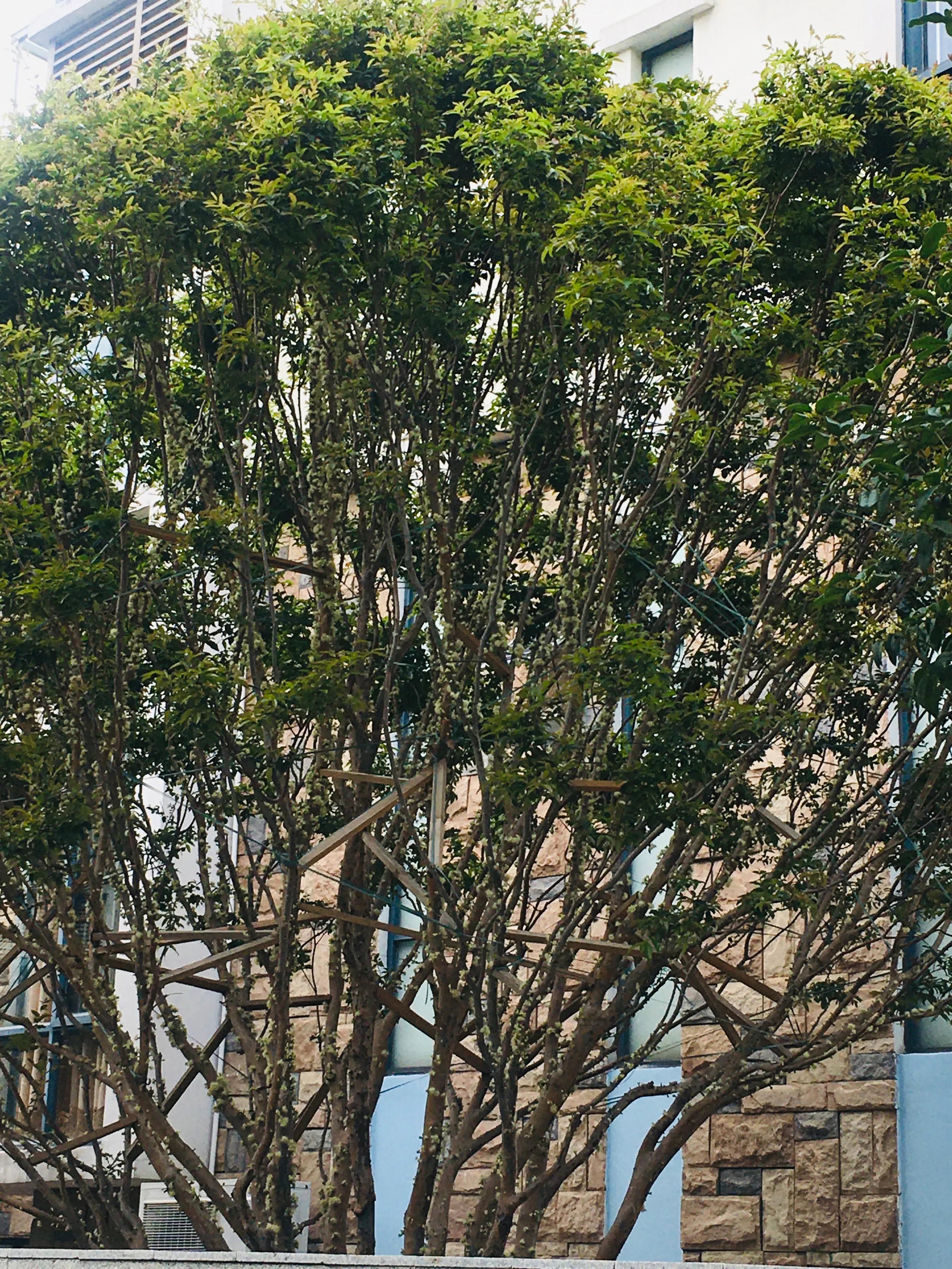 Rare exotic tree auspicious [garbo fruit - iNEWS