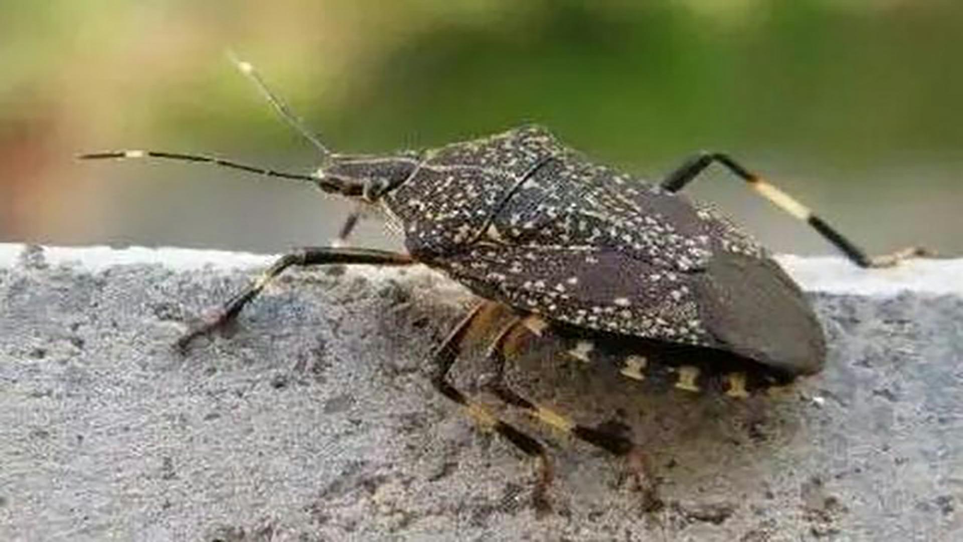 Do you know the eight big and small bugs that are common in rural areas ...