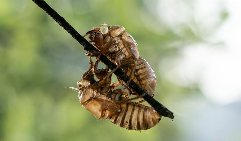 After 17 years of dormancy, it broke out of the ground and "captured ...