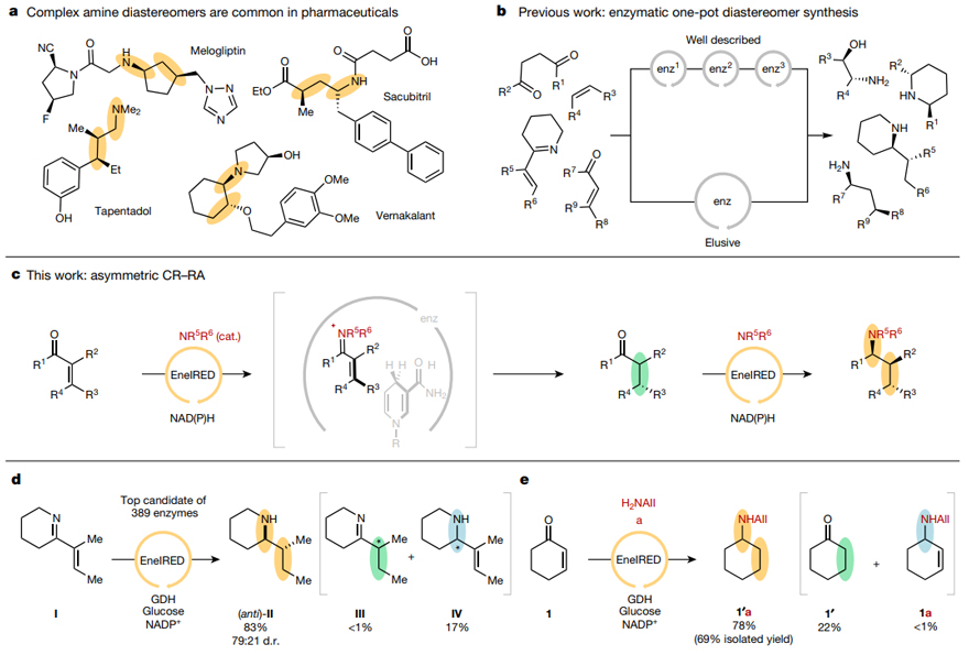 Nature: Conjugated reduction + reductive amination, just one enzyme - iNEWS