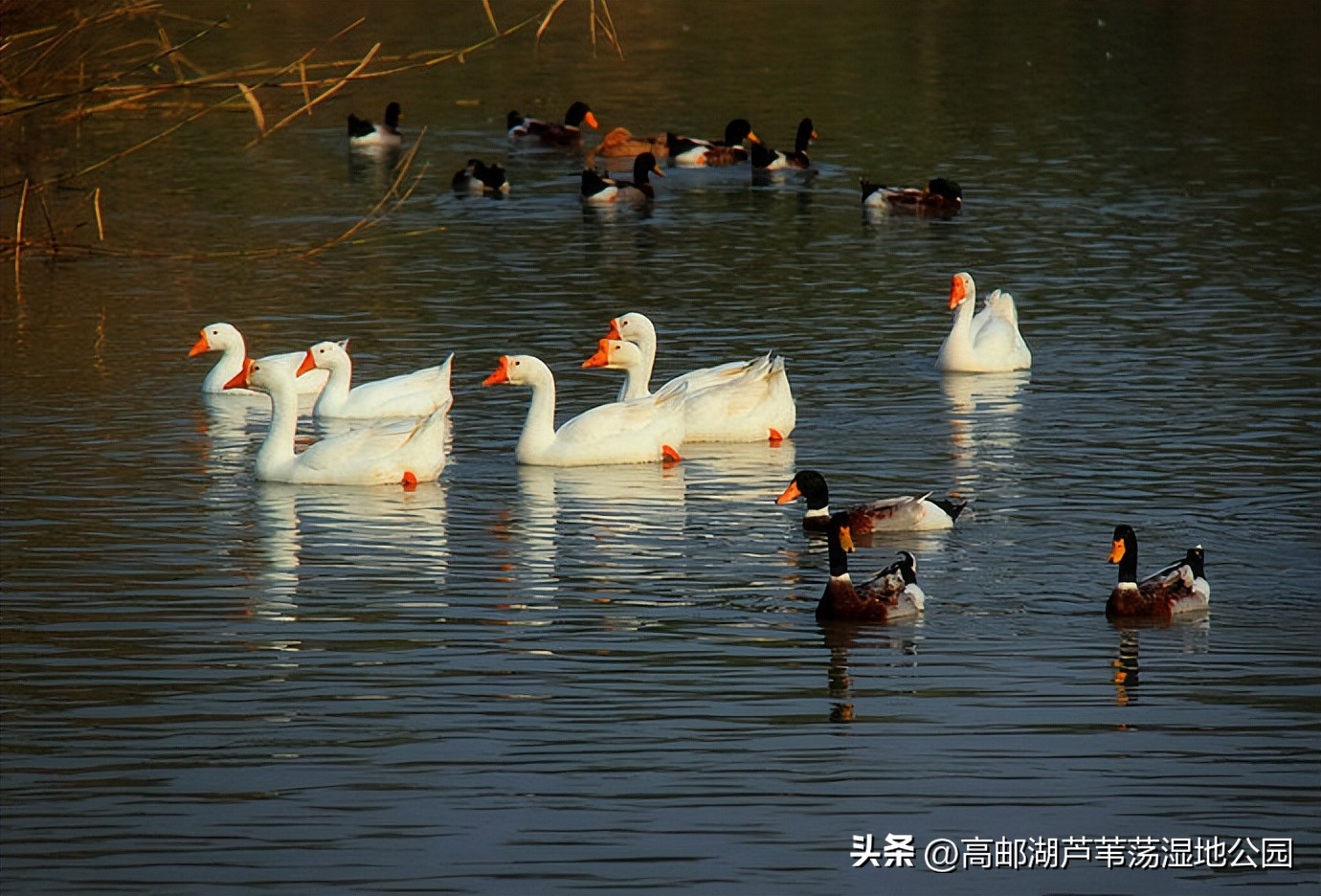 Do you know when is the best season to drink duck soup? - iMedia