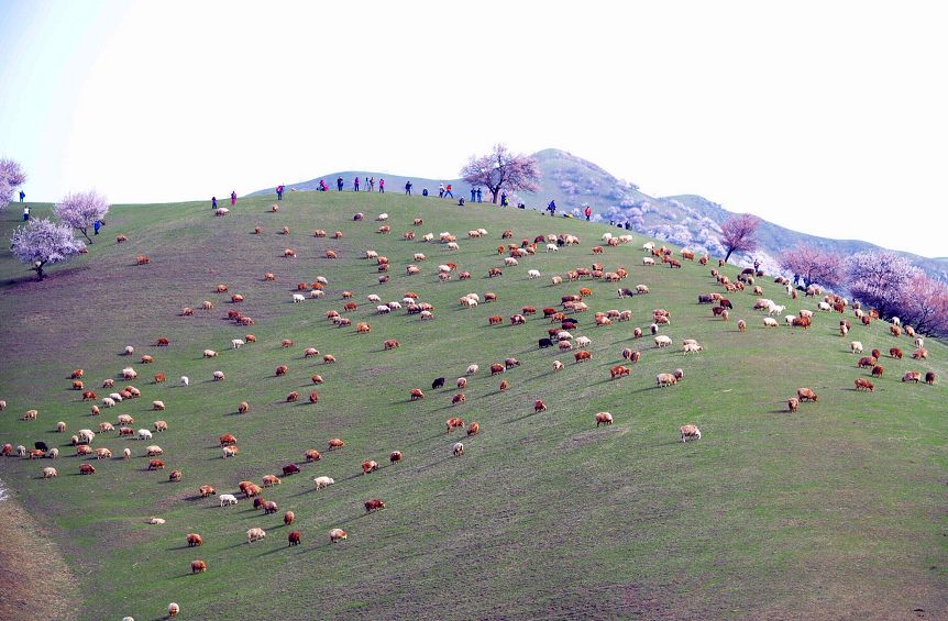 In the spring of 2022, you must go to Xinjiang once to see apricot ...