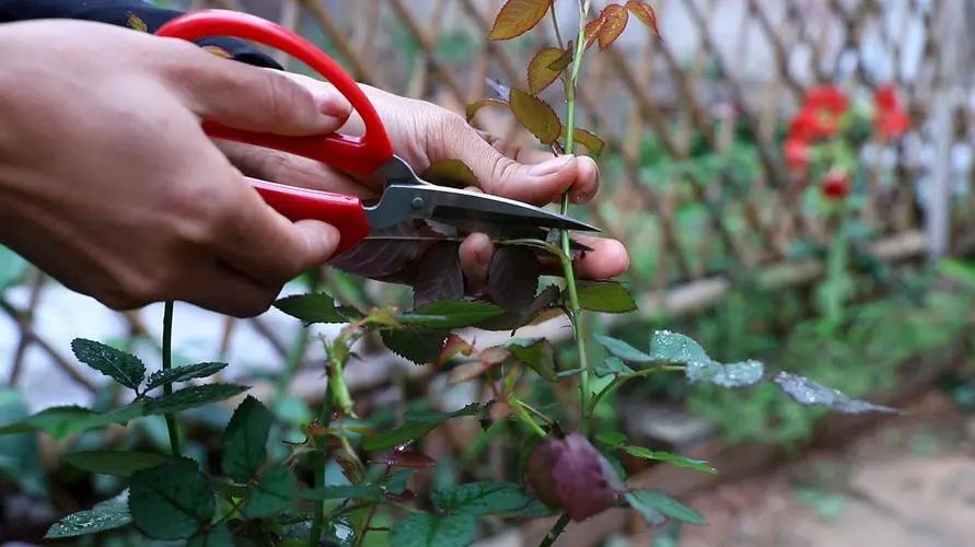 How to cut roses in autumn?According to these 4 steps, 1 tree becomes ...
