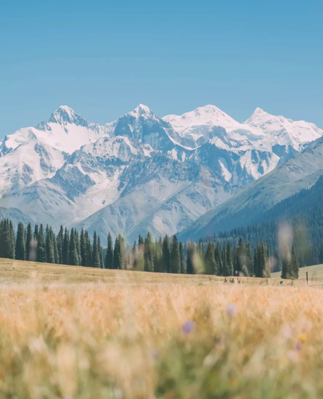 do you know? How beautiful is Xinjiang in summer! - iNEWS