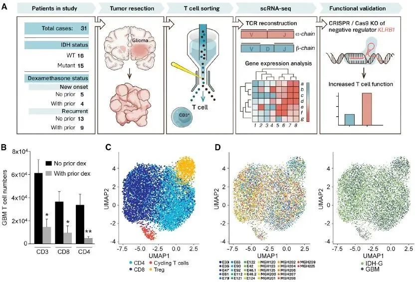 Mapping glioma-infiltrating T cells using 10x Genomics technology - iNEWS