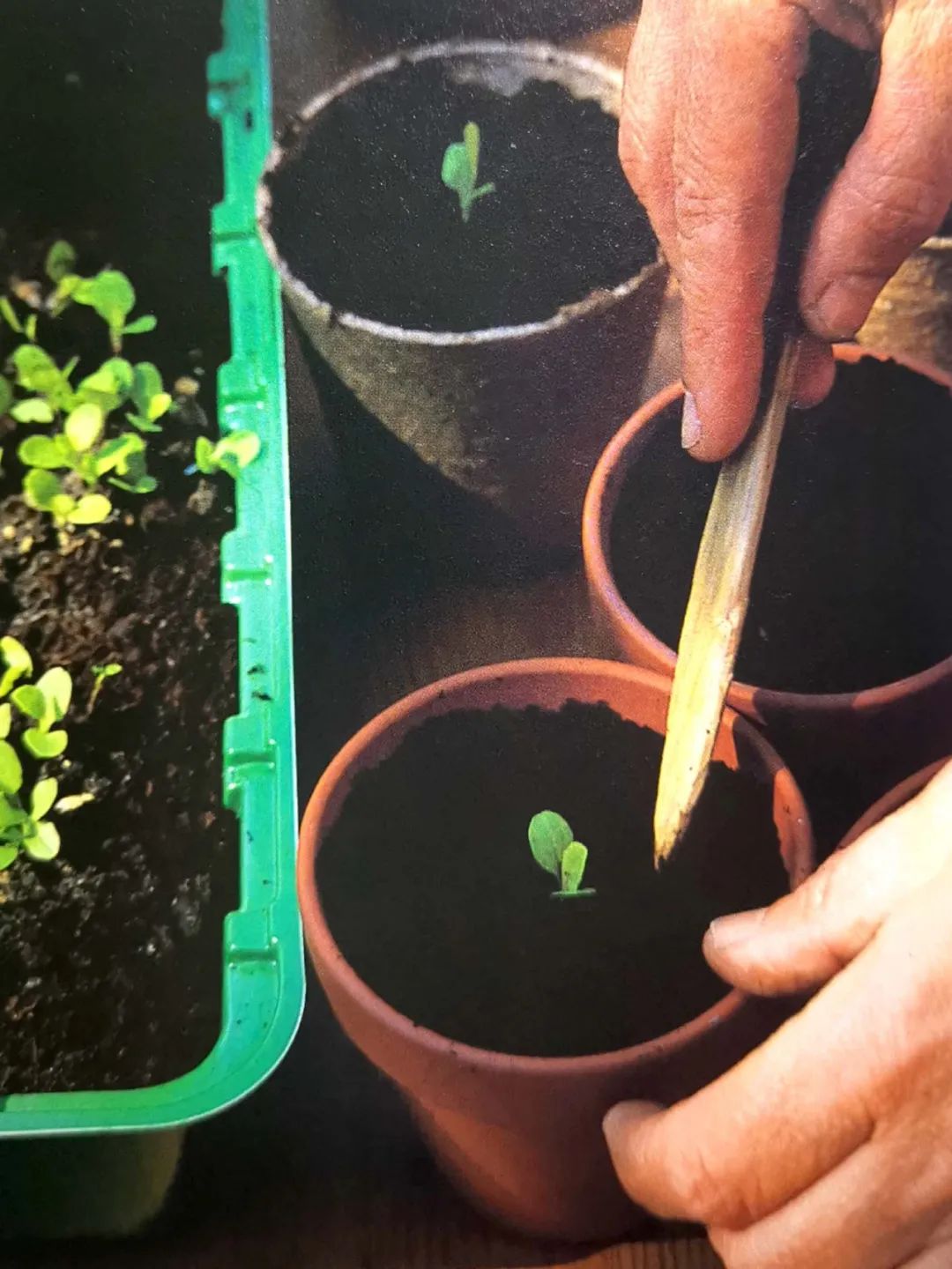 Flowers can be sown in all seasons, and they can bloom in full pots as ...