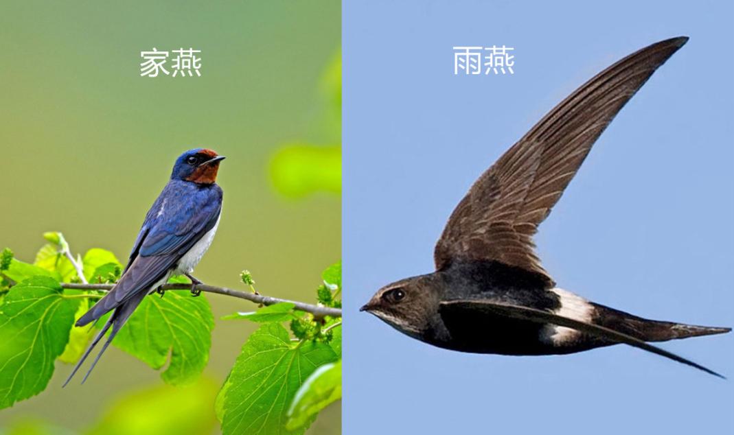 Swifts sleep while flying, landing is almost equivalent to death, so ...
