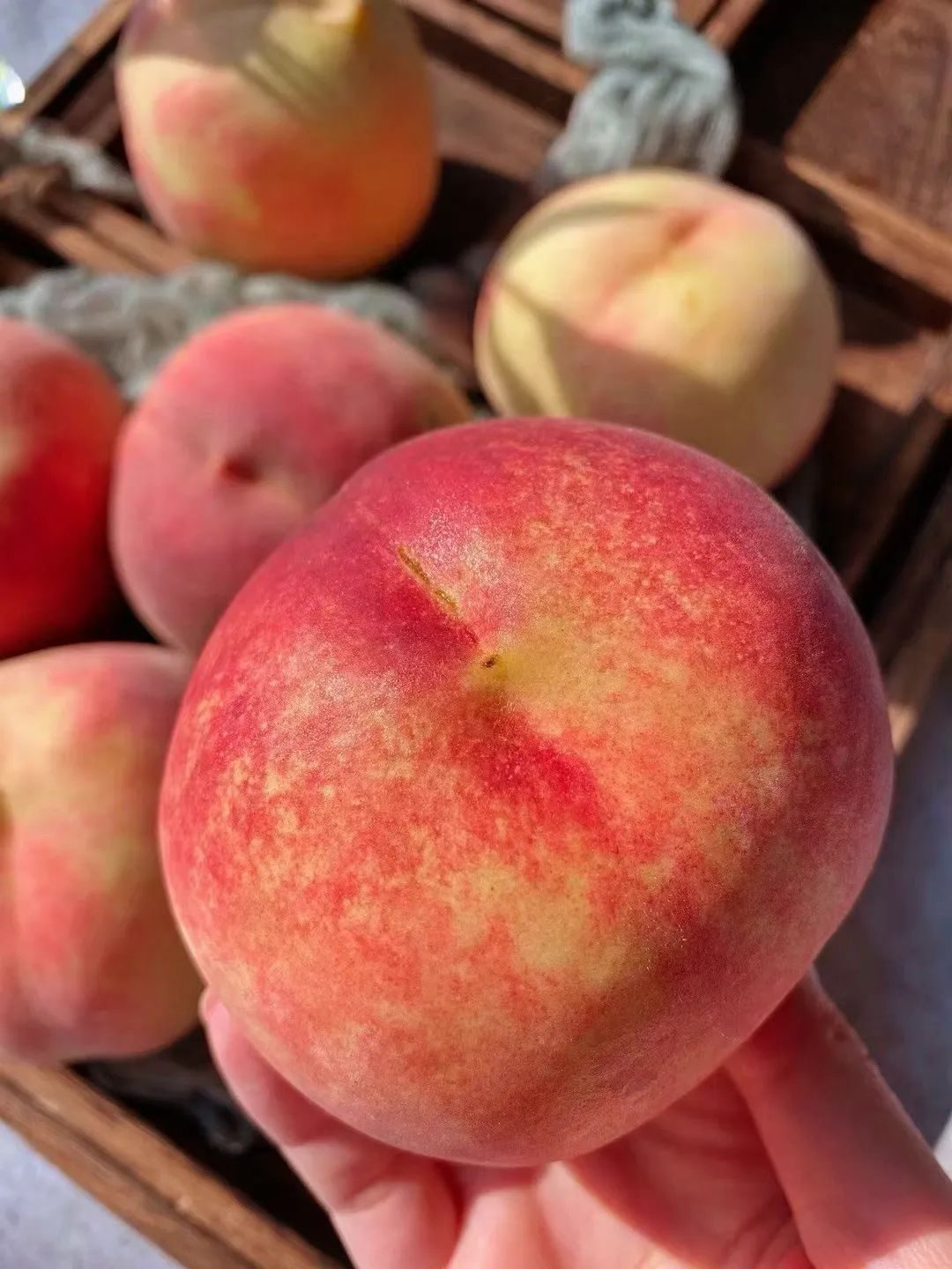 How sweet is the peach that broke the Guinness World Record? - iNEWS