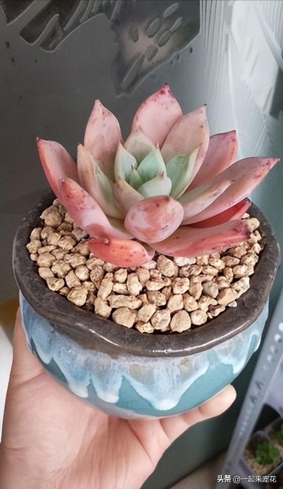 The cute and loving succulent Fuwa can easily burst into a pot to form ...