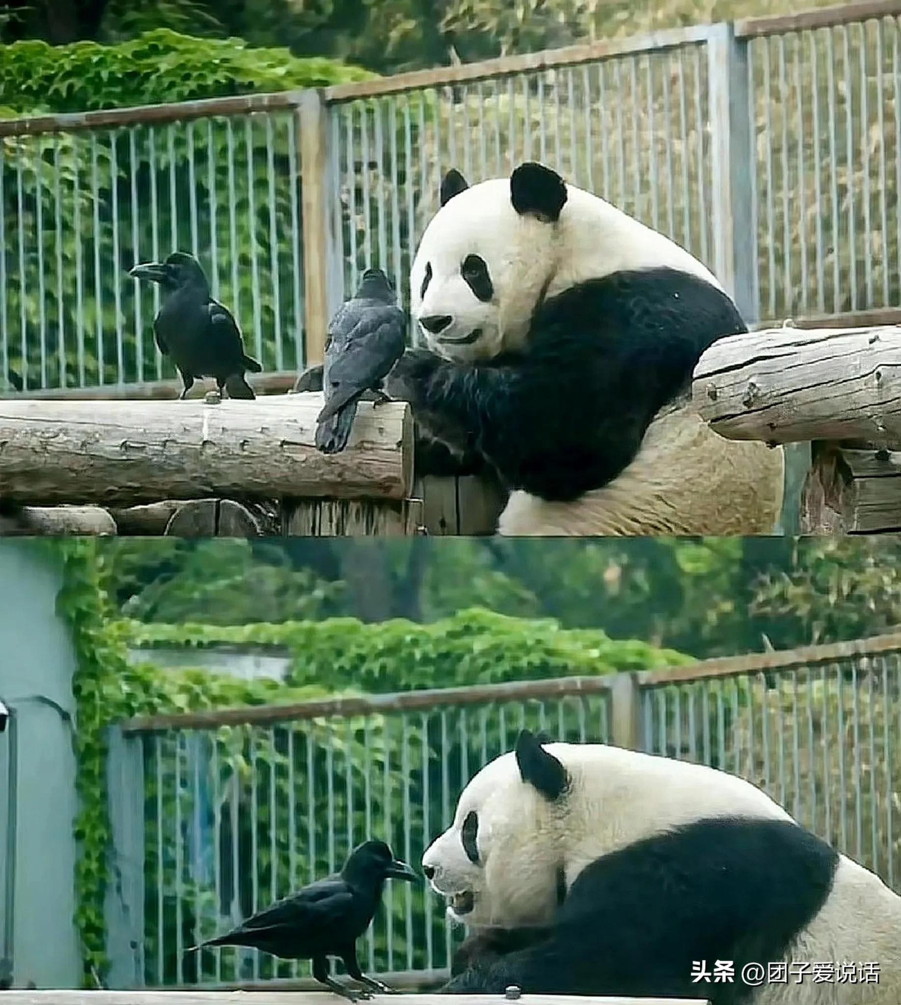 Why is the giant panda "Meng Lan" called the Third Prince of Xizhimen ...