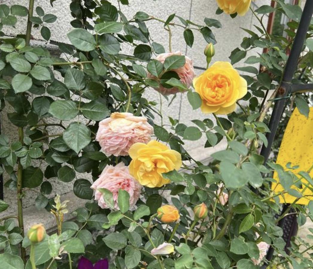 At the end of the year, "5 kinds of flowers" will be raised. The ...