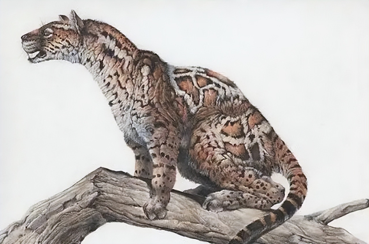 Tiger ancestor was a cat?Evolutionary history is too inspiring, from ...