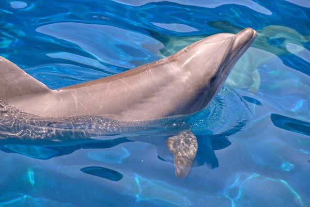 Unsolved mysteries of the world! The Mystery of Dolphin Sonar... - iMedia