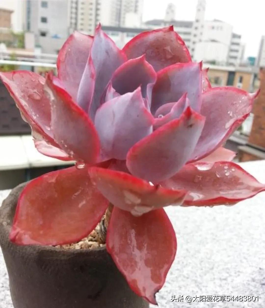 I like the succulent Baifeng and Guanghan Palace very much. The skin is ...