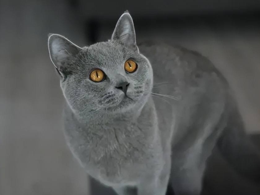 The 7 manifestations of British short cats "recognizing the owner", see ...