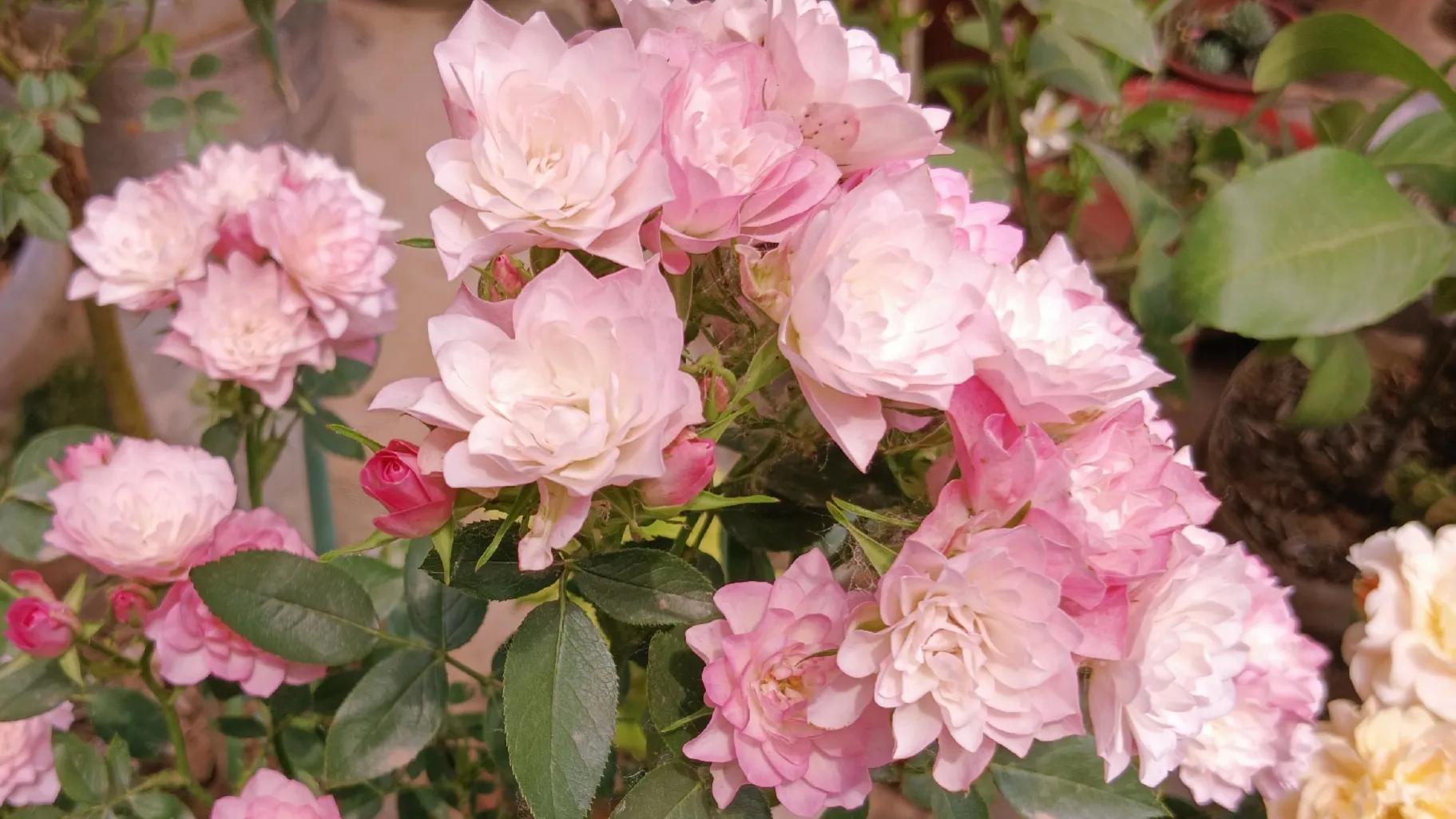 Retirement life of a 53-year-old aunt: Retirement is not a bad thing ...