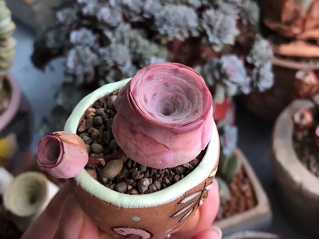 Succulents also have their own flower language, 7 varieties represent ...