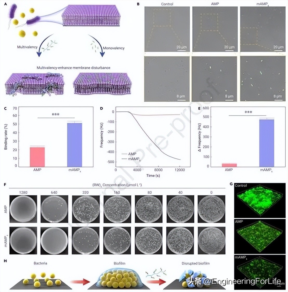 "The Innovation": Multivalent antimicrobial peptide constructs dynamic ...
