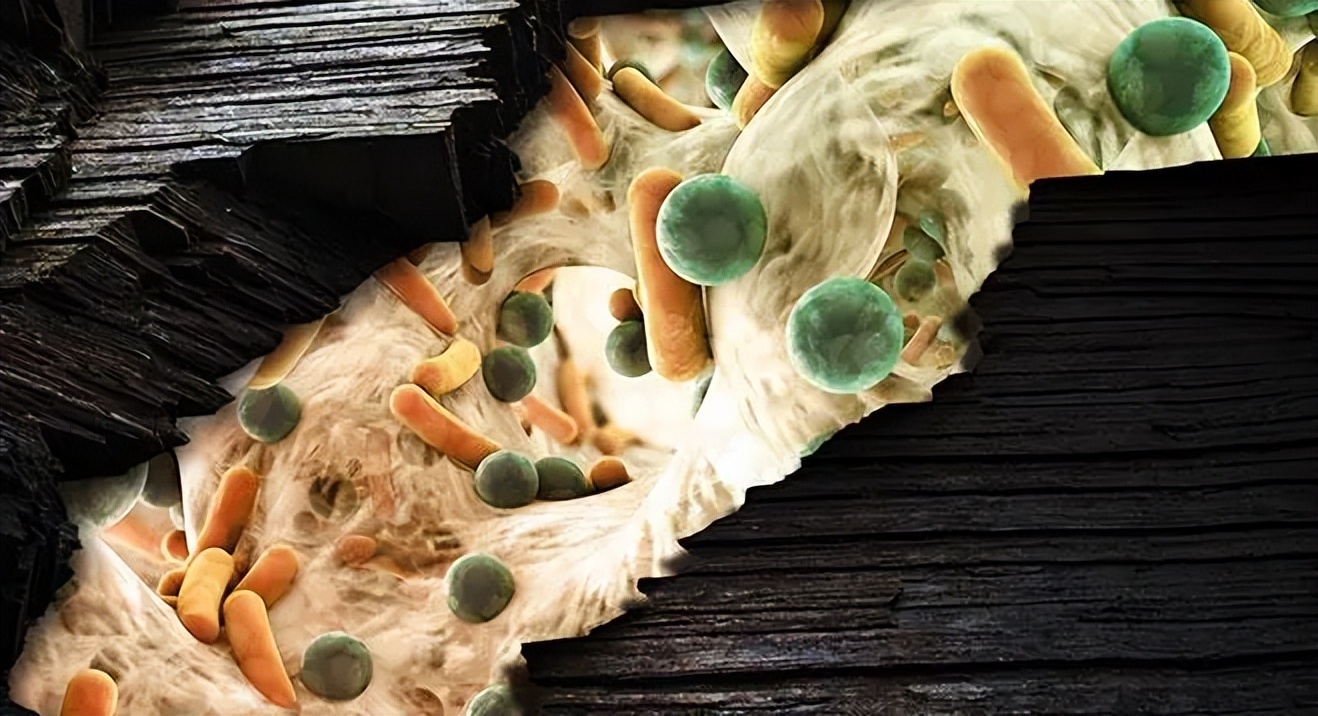 Exploring DNA detection technology and its application in microbial oil ...