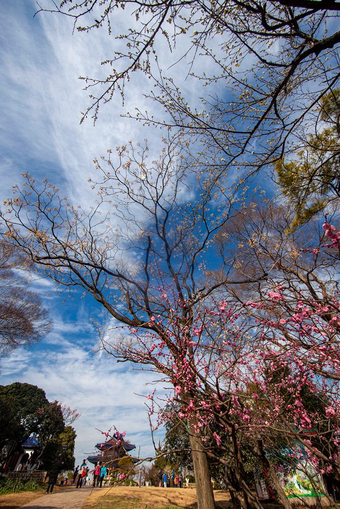 blue sky and white clouds wide angle plum blossom mountain - iNEWS