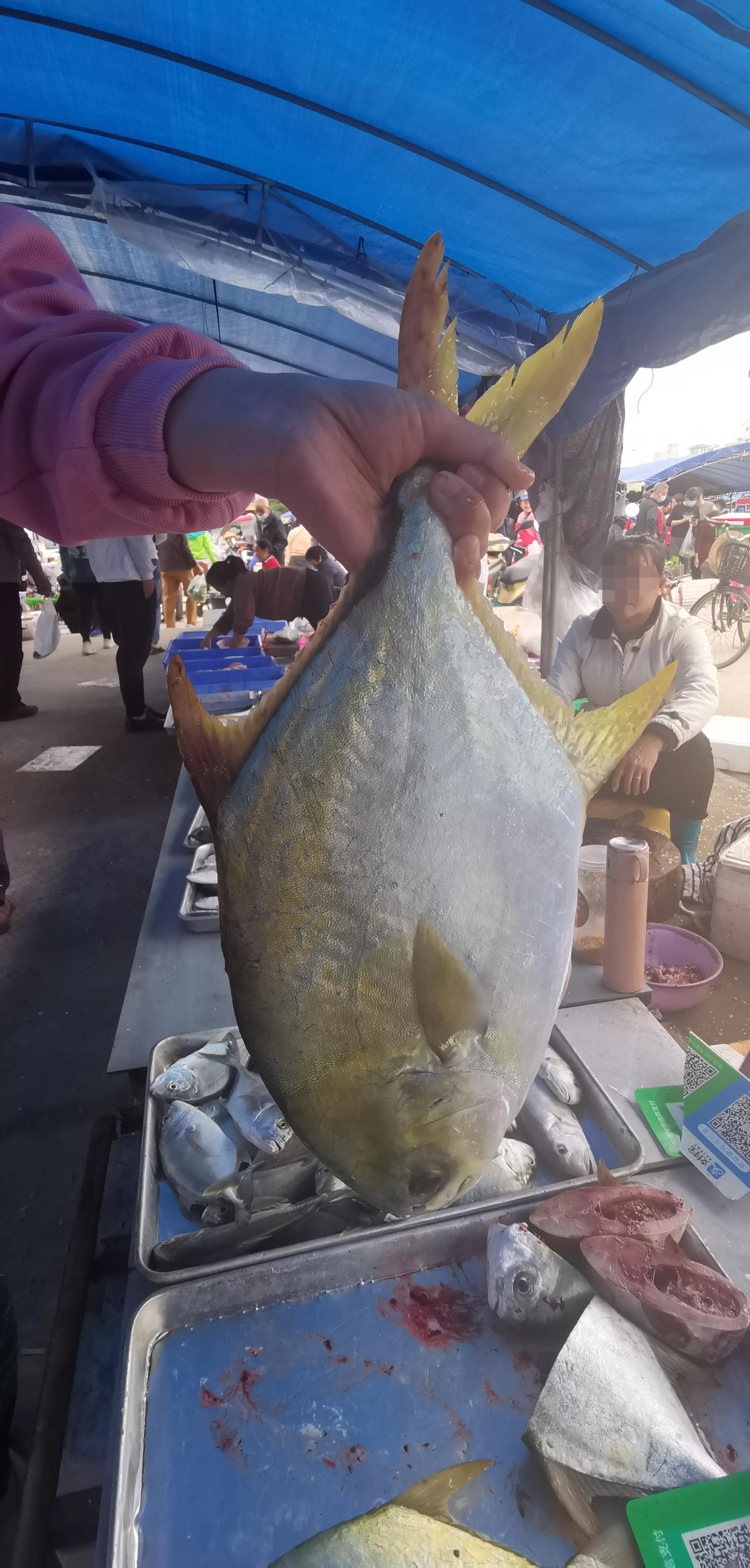 The rare wild big golden pomfret, the meat is pink, cut into a small ...