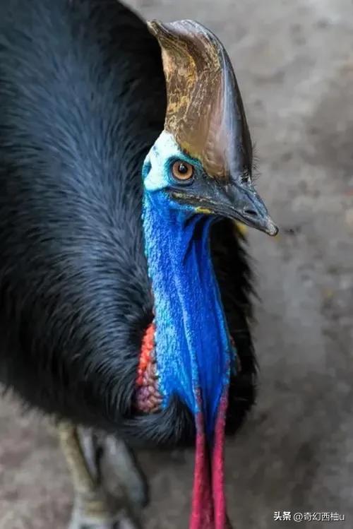 The crane camel, with the "invincible mandarin duck legs" that kills ...