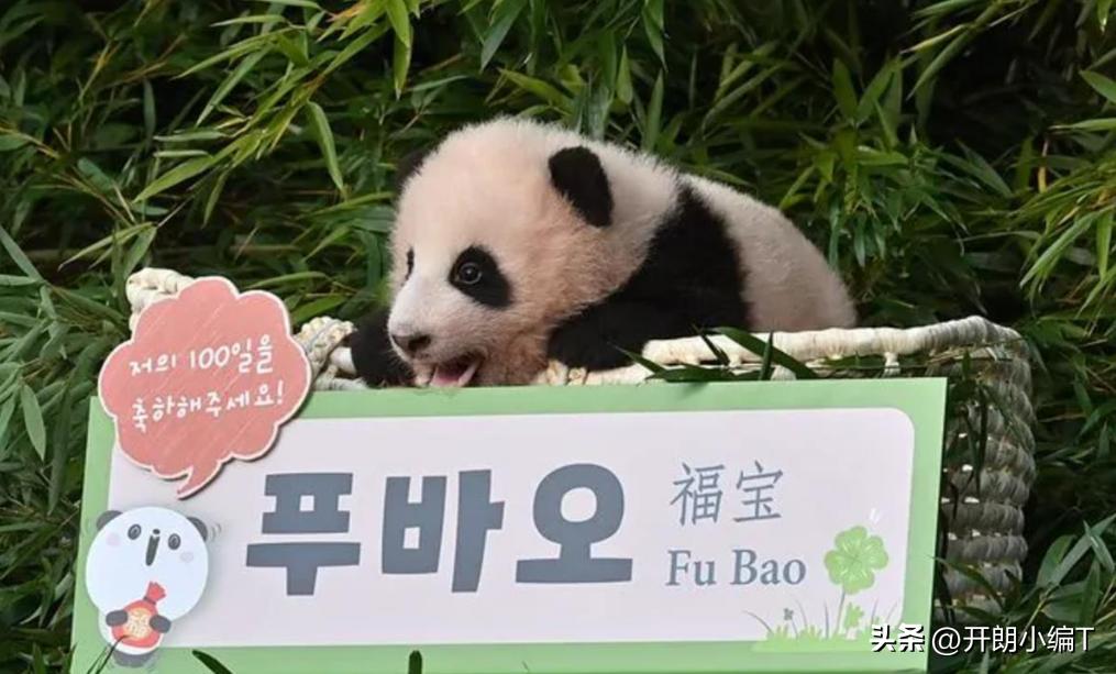 The giant panda Fubao in South Korea will return to China, and Korean ...