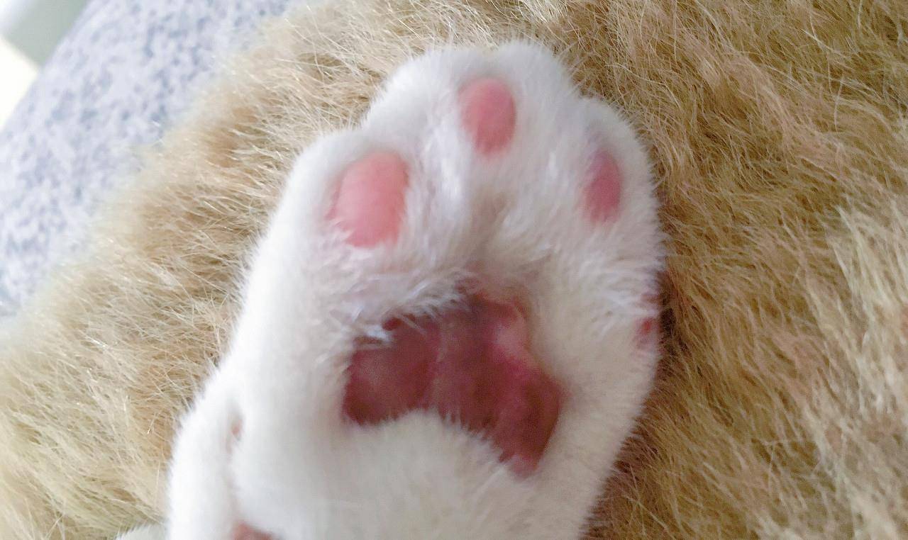 10 Fun Facts About Cat's Claw: The 8th Touches All Shit Shovelers - iNEWS