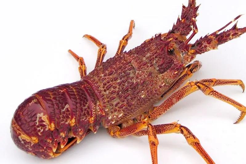 A crayfish is not a lobster, it's a crawfish - iMedia