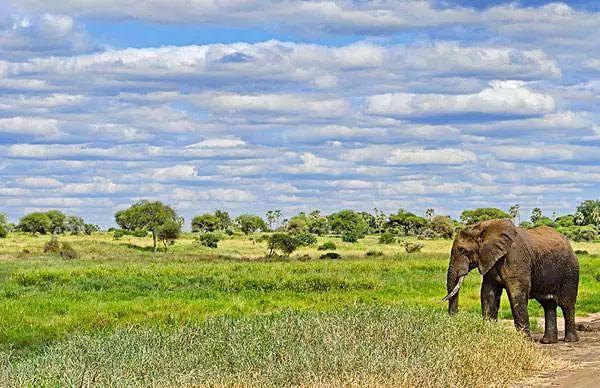 Evolution and Conservation of African Savannah Ecosystem - iNEWS