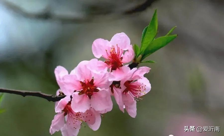 A peach blossom poem by Bai Juyi, on the surface it writes about ...