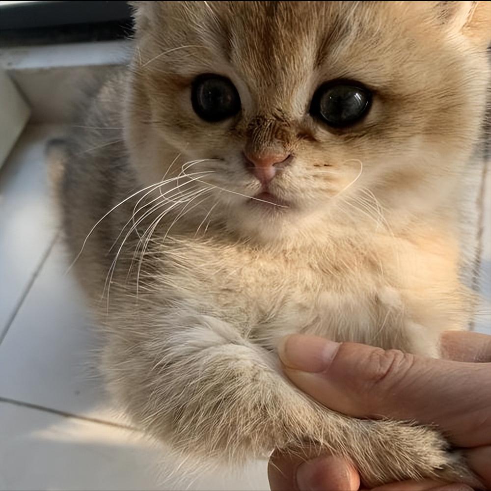 There are 6 reasons why the gold gradient has "tear marks", you don't ...