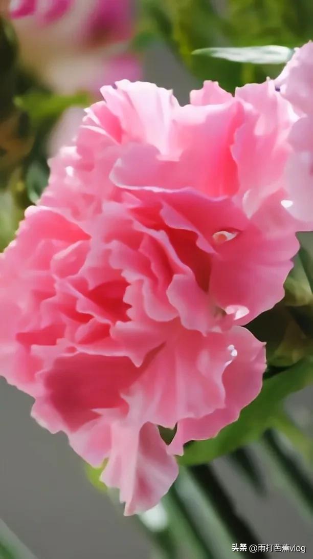 May carnations, flowers for mother - iNEWS