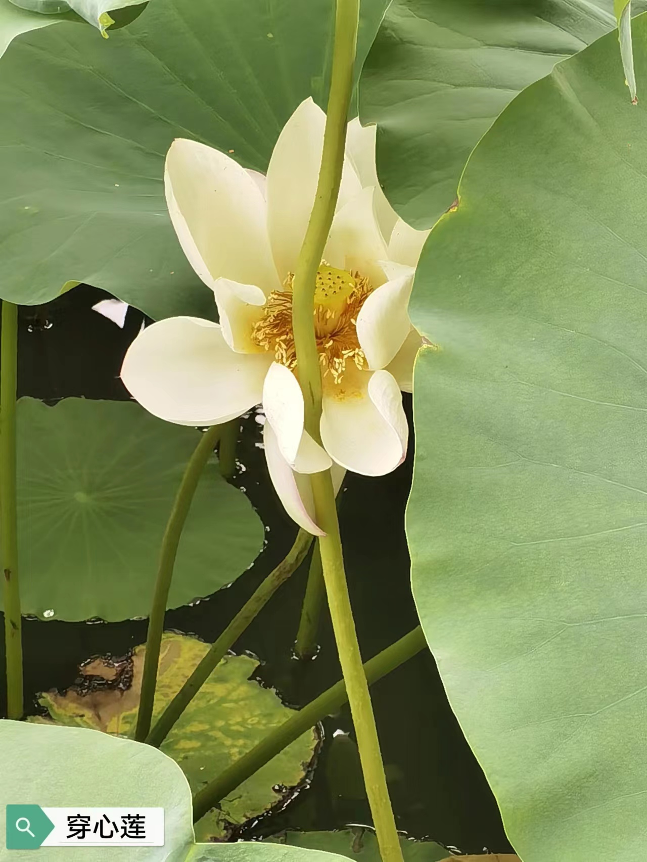 Yang Chengbin and Yang Yanhua's brother and sister group poems: 7 poems ...