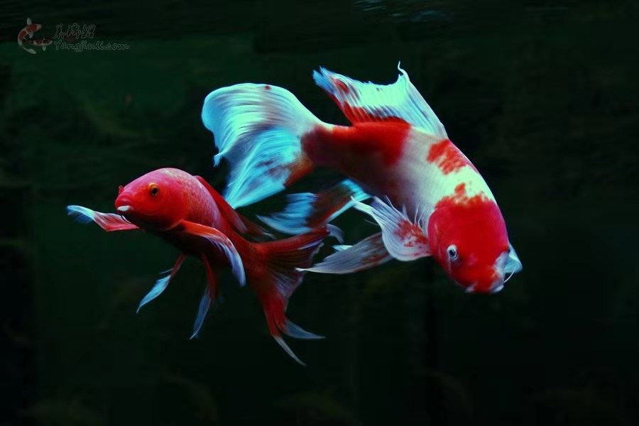 The problem of frequent red blood streaks in ornamental fish, how ...