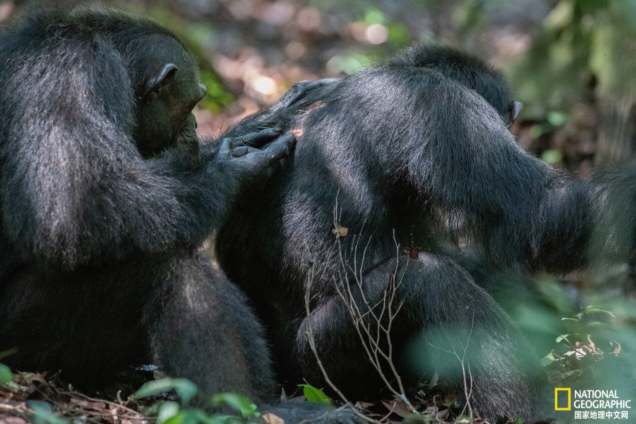 Rare photo of chimpanzee treating wound with insect - iNEWS