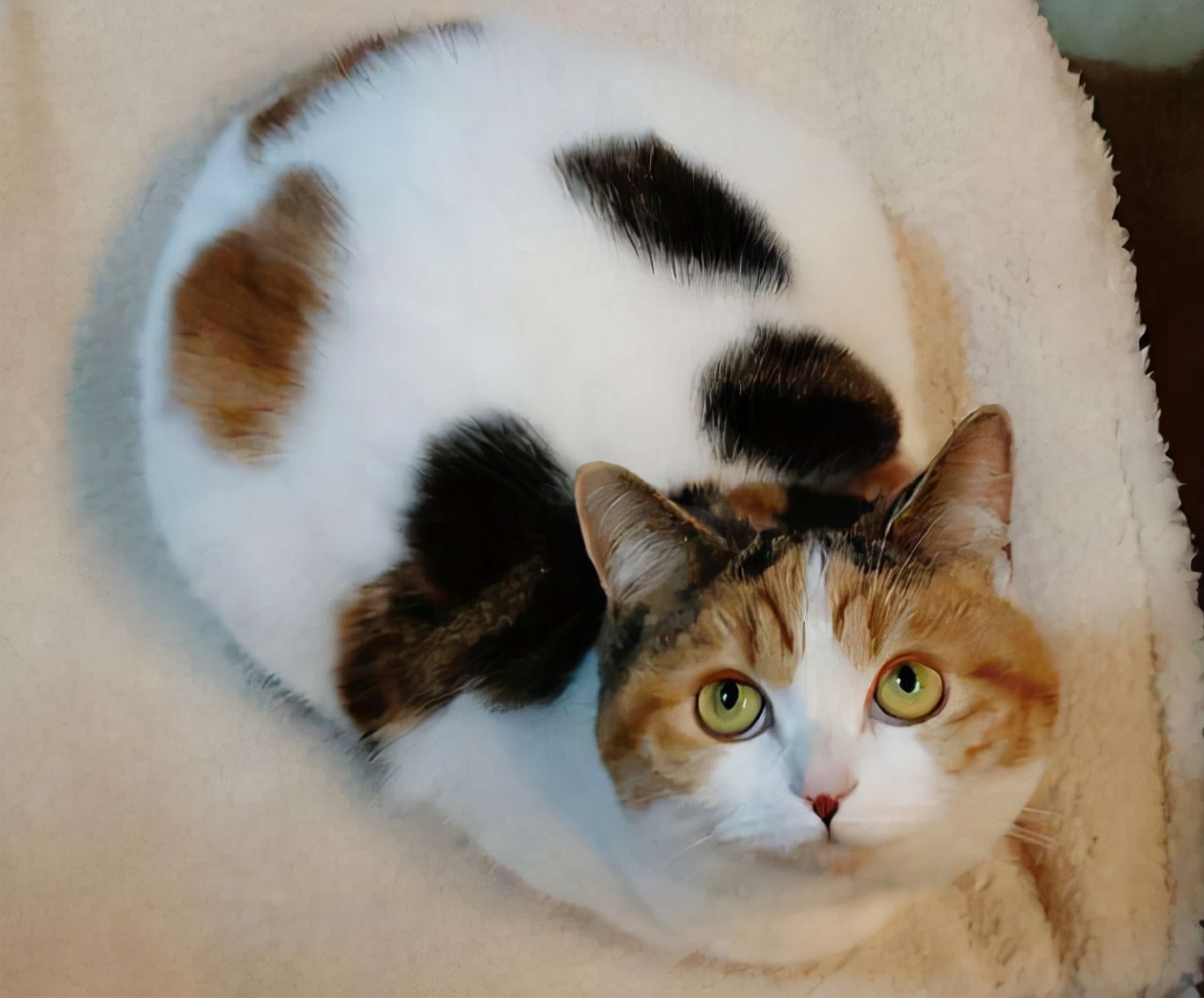 Why is it still infected with cat plague after being vaccinated?There ...