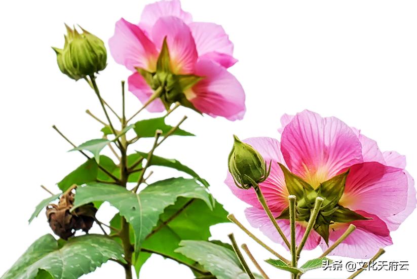 Chengdu flower-hibiscus flower, how much do you know? - iNEWS