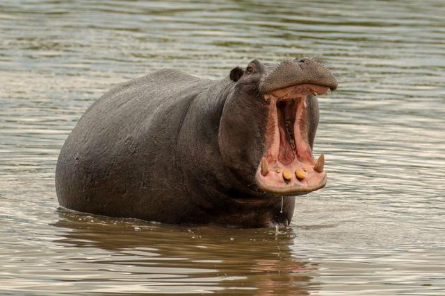 How scary is hippo poop?Thousands of schools of fish are choked to ...